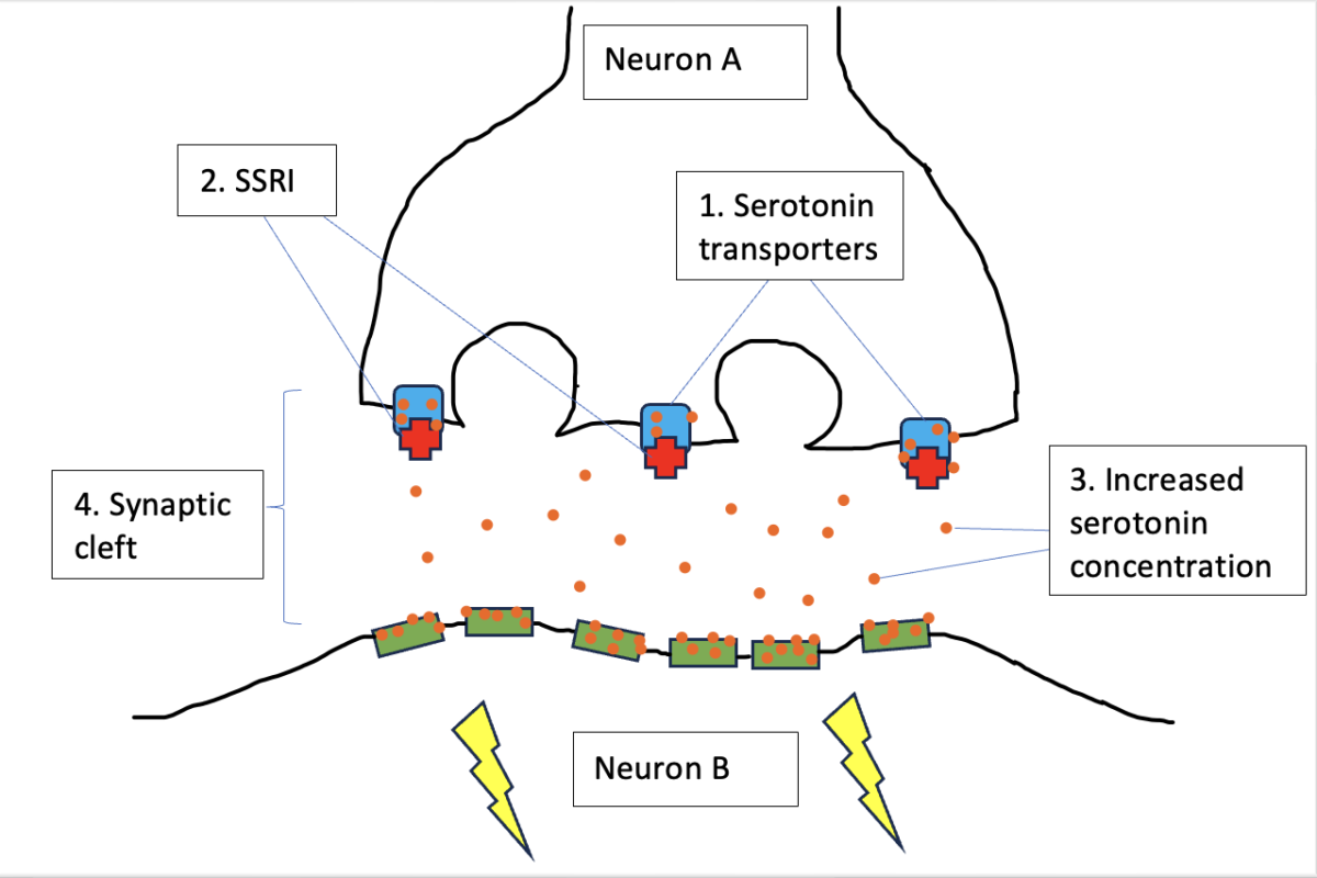 How do SSRIs work?