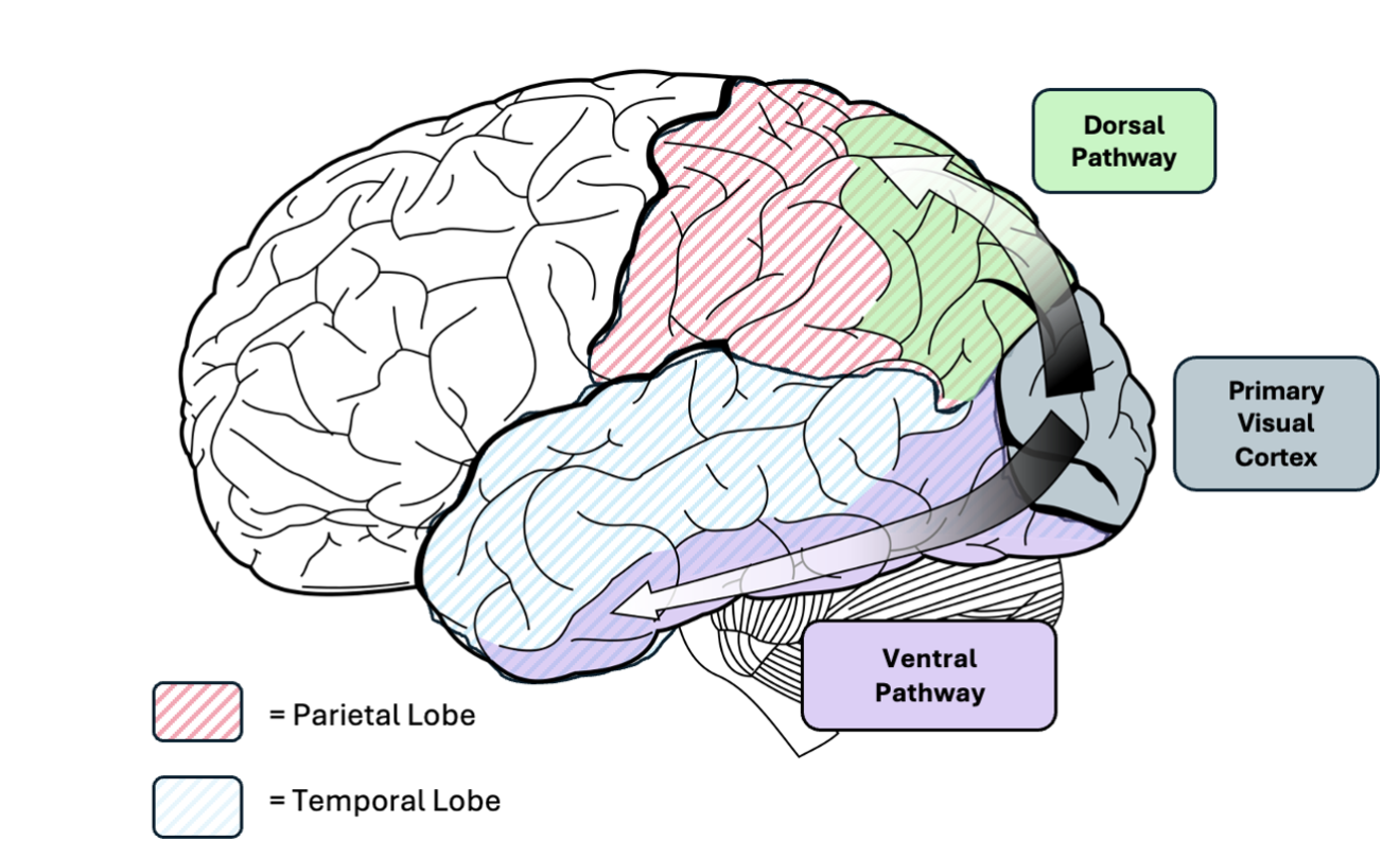 How Do We See? – InPsych